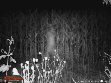 40 Oddly Terrifying Trail Cam Pictures That’ll Make You Think Twice ...