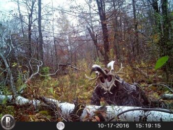 40 Oddly Terrifying Trail Cam Pictures That’ll Make You Think Twice ...
