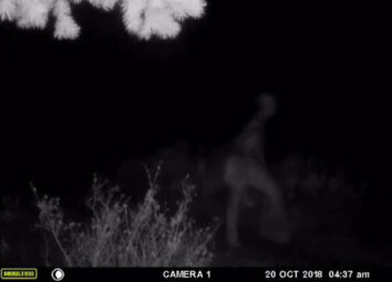 40 Oddly Terrifying Trail Cam Pictures That’ll Make You Think Twice ...