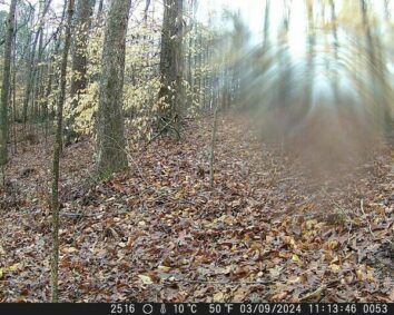 40 Oddly Terrifying Trail Cam Pictures That’ll Make You Think Twice ...