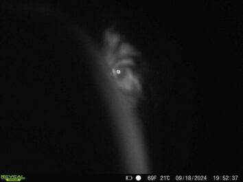 40 Oddly Terrifying Trail Cam Pictures That’ll Make You Think Twice ...