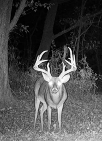 40 Oddly Terrifying Trail Cam Pictures That’ll Make You Think Twice ...