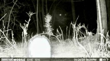 40 Oddly Terrifying Trail Cam Pictures That’ll Make You Think Twice ...