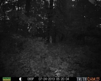 40 Oddly Terrifying Trail Cam Pictures That’ll Make You Think Twice ...