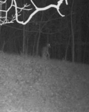40 Oddly Terrifying Trail Cam Pictures That’ll Make You Think Twice ...