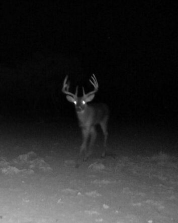 40 Oddly Terrifying Trail Cam Pictures That’ll Make You Think Twice ...