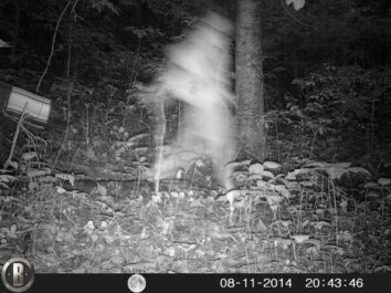 40 Oddly Terrifying Trail Cam Pictures That’ll Make You Think Twice ...