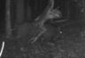 40 Oddly Terrifying Trail Cam Pictures That’ll Make You Think Twice ...