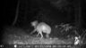 40 Oddly Terrifying Trail Cam Pictures That’ll Make You Think Twice ...