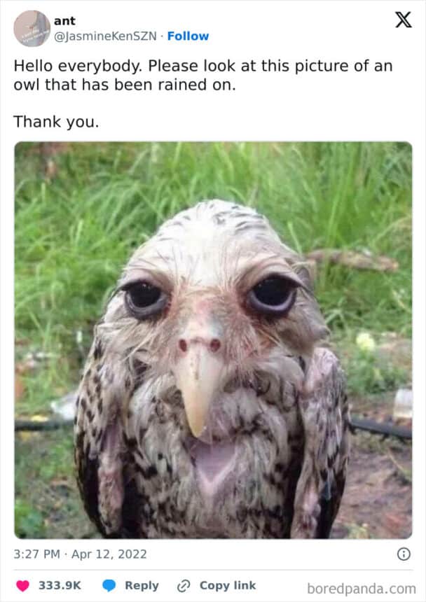 45 Of The Funniest Animals Who Became Memes With Zero Effort