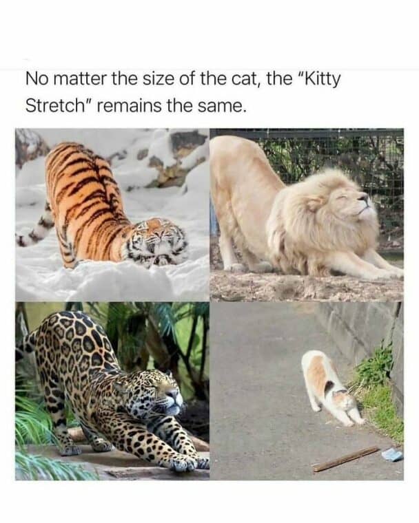 45 Of The Funniest Animals Who Became Memes With Zero Effort