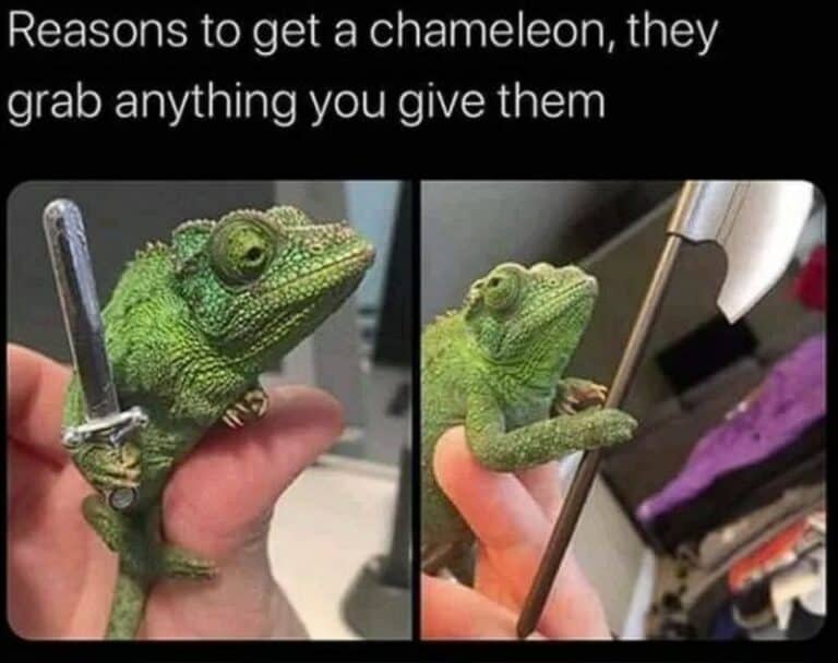 45 Of The Funniest Animals Who Became Memes With Zero Effort