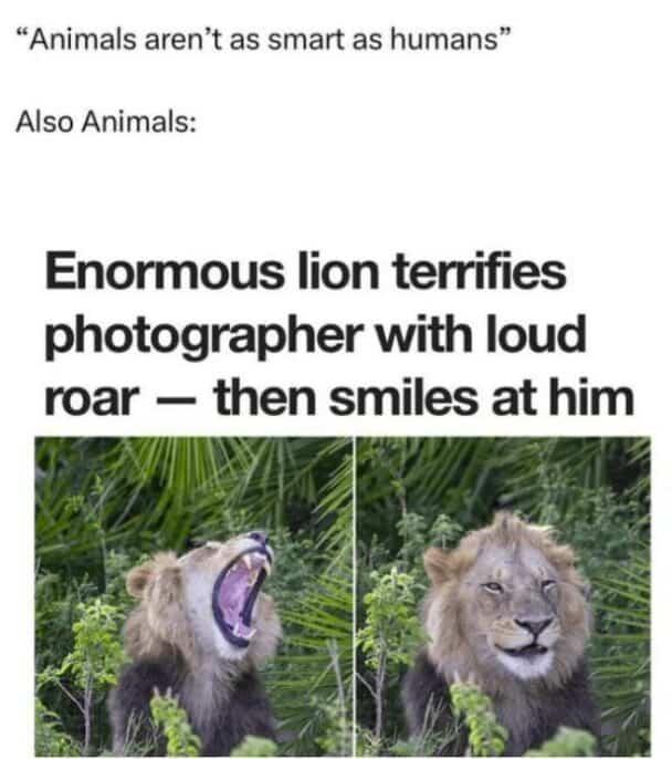 45 Of The Funniest Animals Who Became Memes With Zero Effort