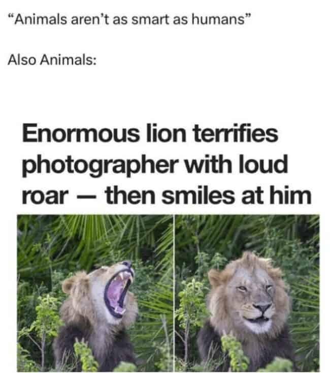 45 Of The Funniest Animals Who Became Memes With Zero Effort