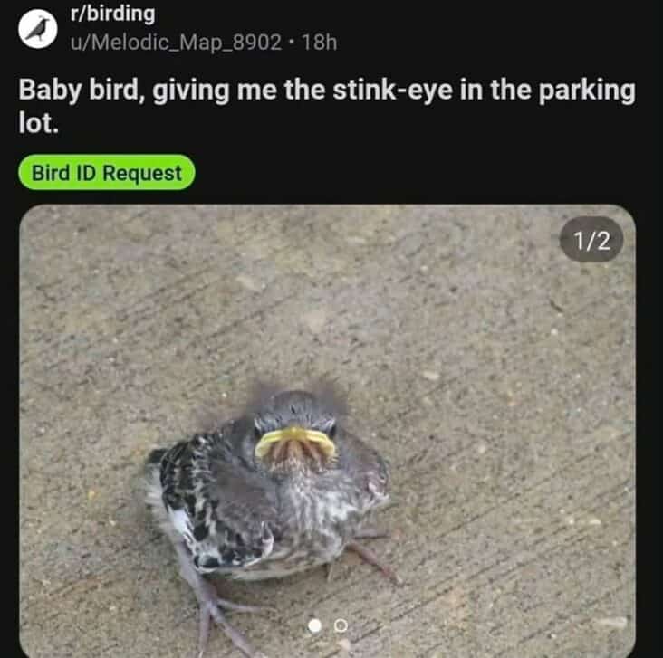 40 Funniest And Wildest Reddit Posts We Found In The Depths This Month ...