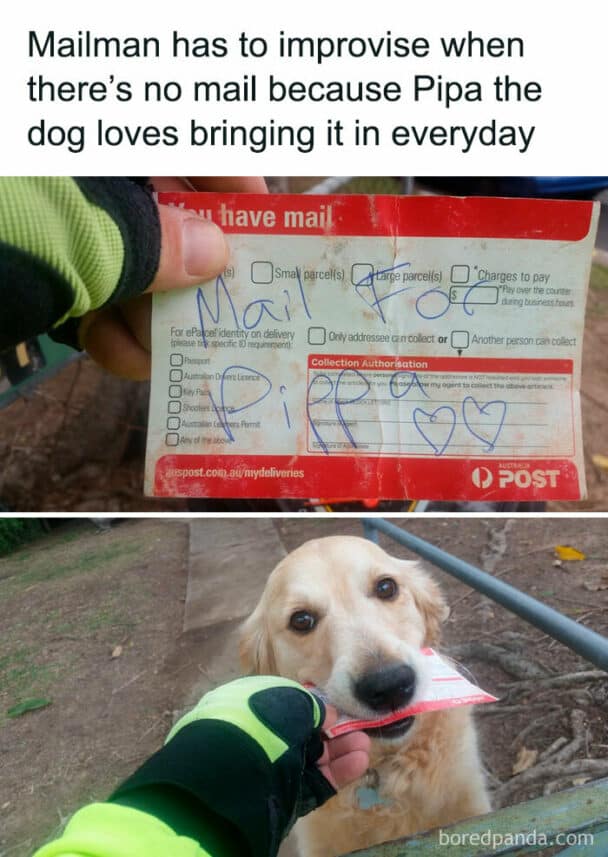50 Funniest Wholesome Dog Memes That Prove Why They're Man's Best Friend