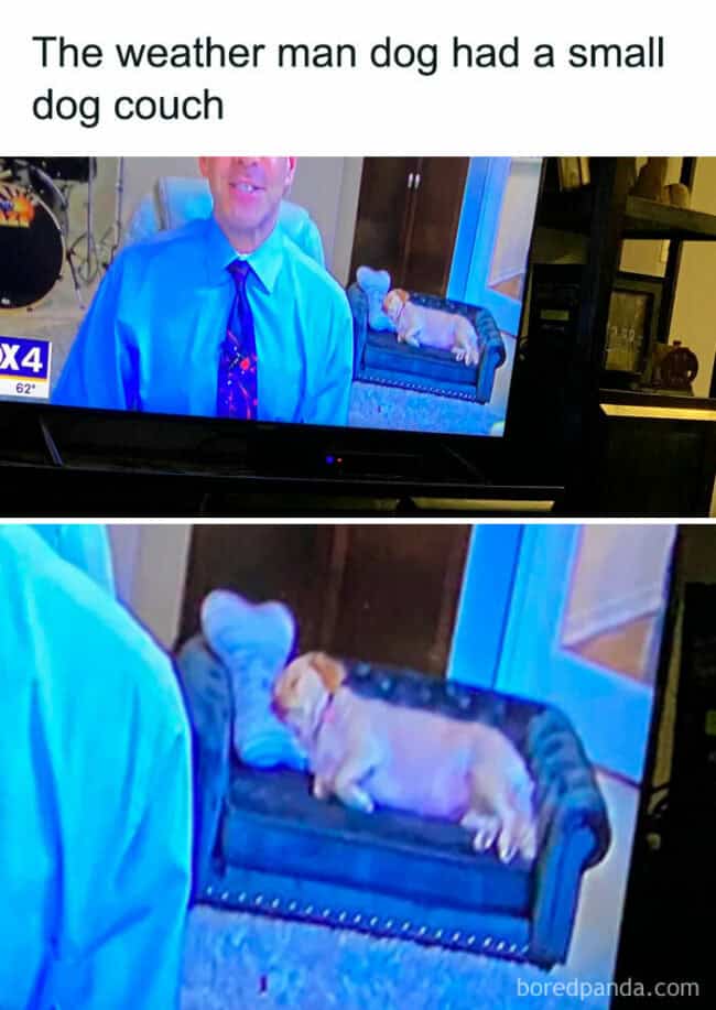 50 Funniest Wholesome Dog Memes That Prove Why They're Man's Best Friend