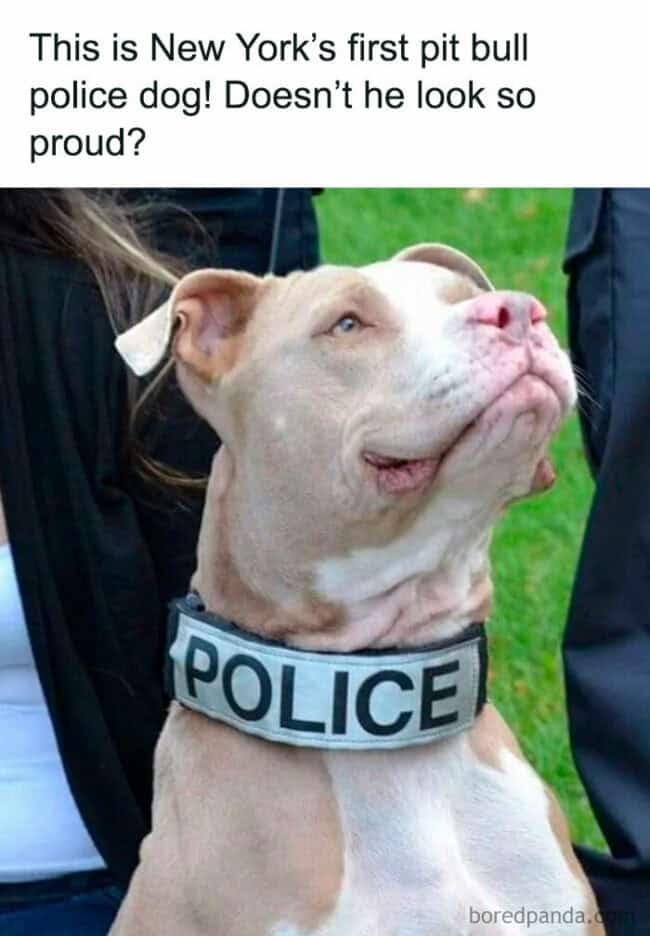 50 Funniest Wholesome Dog Memes That Prove Why They're Man's Best Friend