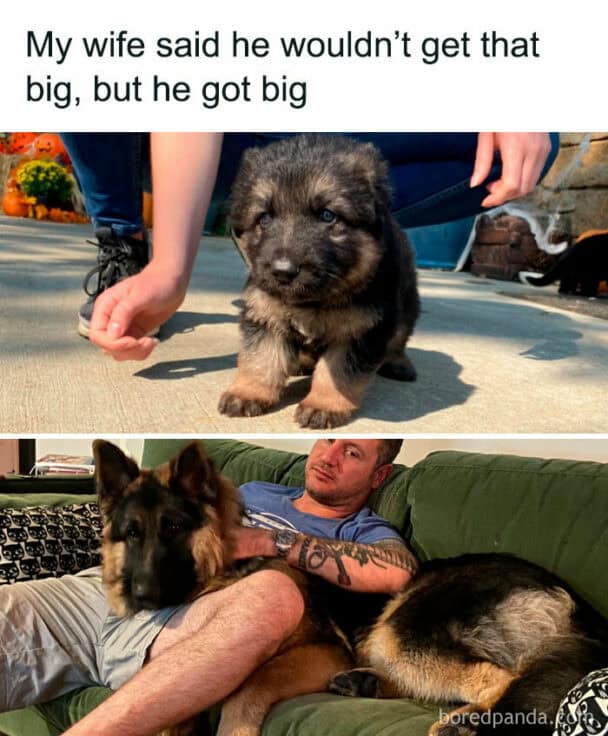 50 Funniest Wholesome Dog Memes That Prove Why They're Man's Best Friend