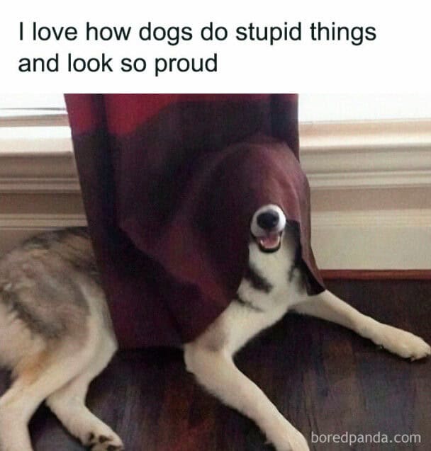 50 Funniest Wholesome Dog Memes That Prove Why They're Man's Best Friend