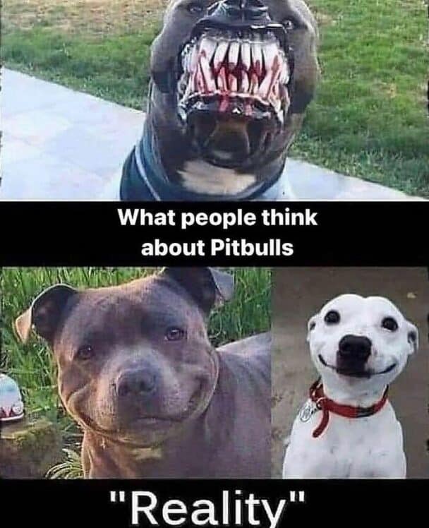 50 Funniest Wholesome Dog Memes That Prove Why They're Man's Best Friend