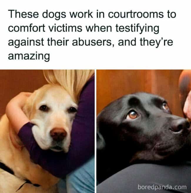 50 Funniest Wholesome Dog Memes That Prove Why They're Man's Best Friend