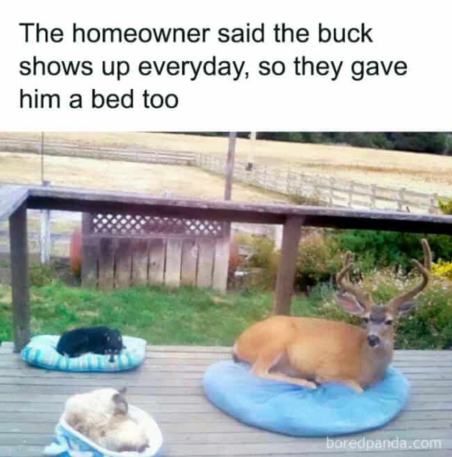 50 Funniest Wholesome Dog Memes That Prove Why They're Man's Best Friend