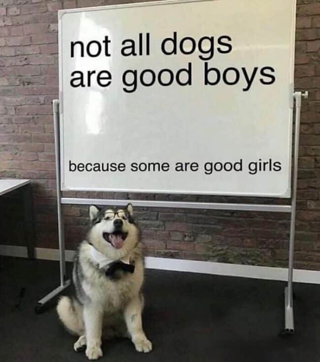 50 Funniest Wholesome Dog Memes That Prove Why They're Man's Best Friend