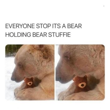 45 Funny Animal Memes That Are Paws-Itively Hilarious (October 6, 2025)
