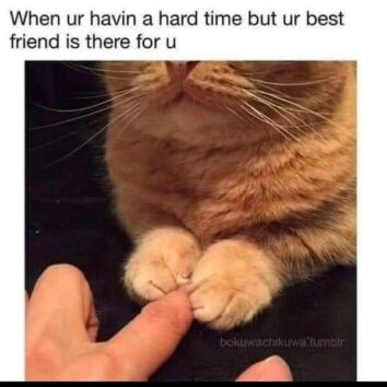 45 Funny Animal Memes That Are Paws-Itively Hilarious (October 6, 2025)