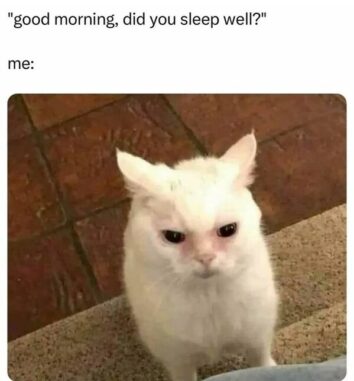45 Funny Animal Memes That Are Paws-Itively Hilarious (October 6, 2025)