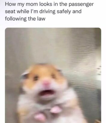 45 Funny Animal Memes That Are Paws-Itively Hilarious (October 6, 2025)
