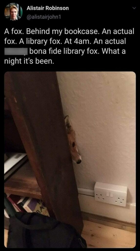 45 Funny Animal Memes That Are Paws-Itively Hilarious (October 6, 2025)