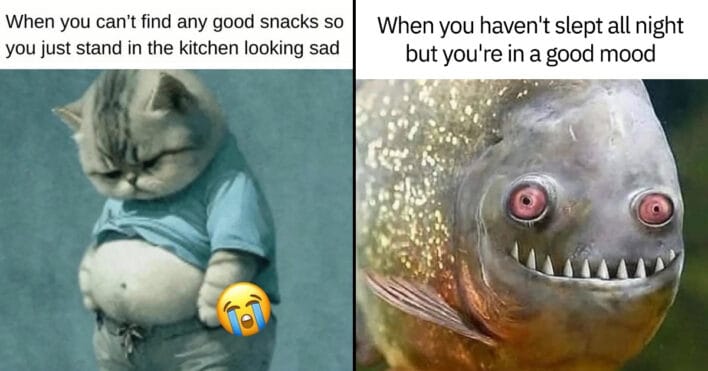 45 Funny Animal Memes That Are Paws-Itively Hilarious (October 6, 2025)