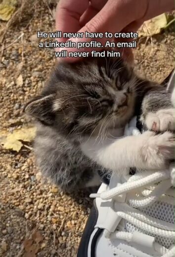 45 Funny Cat Memes That Prove They're The Kings Of The Internet ...