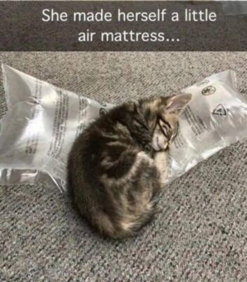 45 Funny Cat Memes That Prove They're The Kings Of The Internet ...
