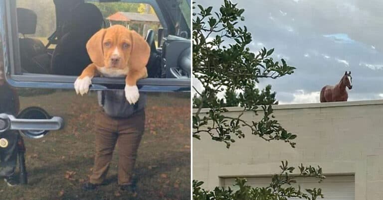 45 Cursed Images Are The Perfect Blend Of Funny And Unsettling