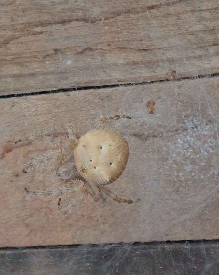 "Forbidden Snacks" — 30 Hilariously Delicious Looking Inedible Objects ...