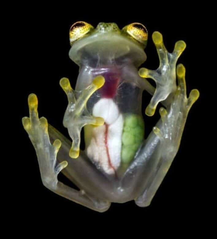 "Forbidden Snacks" — 30 Hilariously Delicious Looking Inedible Objects ...