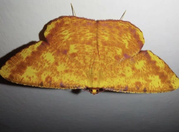 "Forbidden Snacks" — 30 Hilariously Delicious Looking Inedible Objects ...