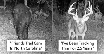 40 Oddly Terrifying Trail Cam Pictures That’ll Make You Think Twice ...