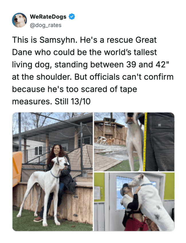 35 Of The Goodest Dogs Rated By "We Rate Dogs"