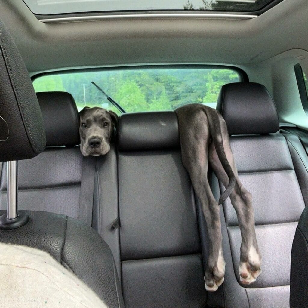 30 Of The Goodest Dogs Rated By "We Rate Dogs"