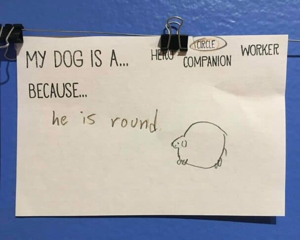 30 Of The Goodest Dogs Rated By "We Rate Dogs"