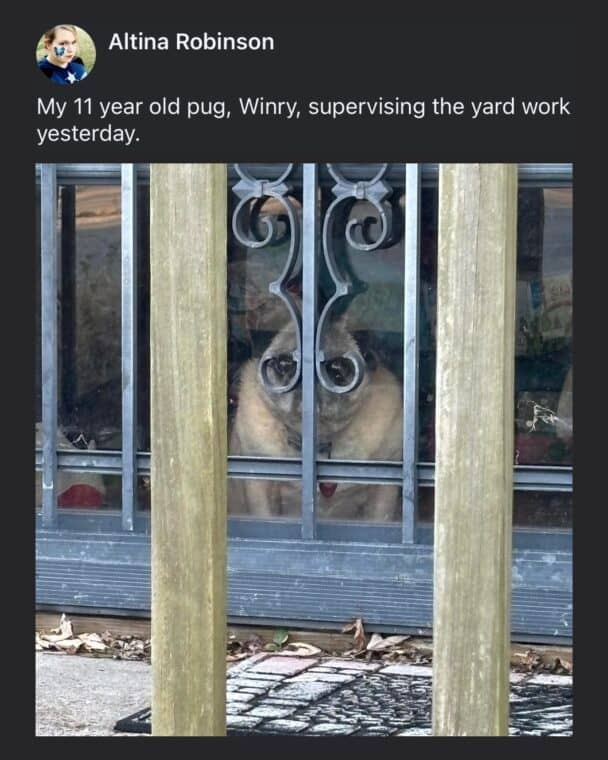 30 Of The Goodest Dogs Rated By "We Rate Dogs"