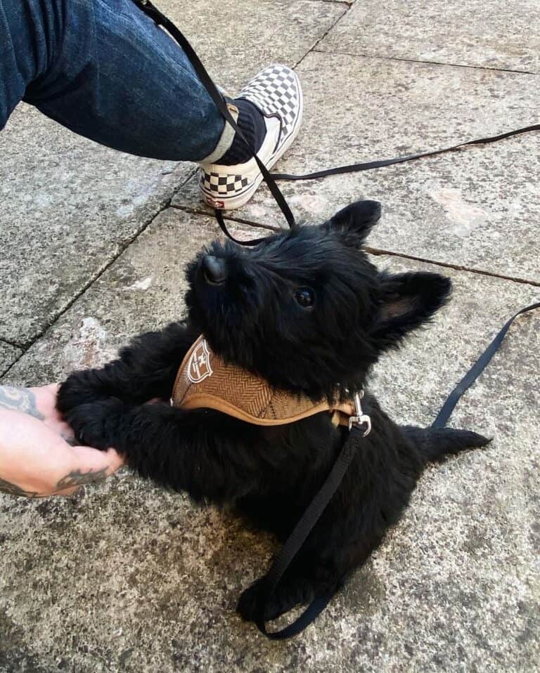 30 Of The Goodest Dogs Rated By "We Rate Dogs"