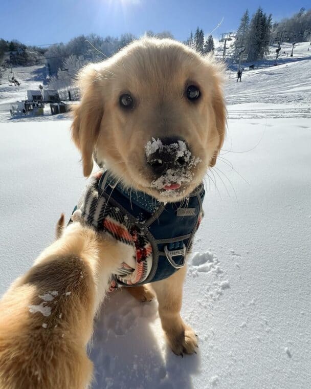 30 Of The Goodest Dogs Rated By "We Rate Dogs"