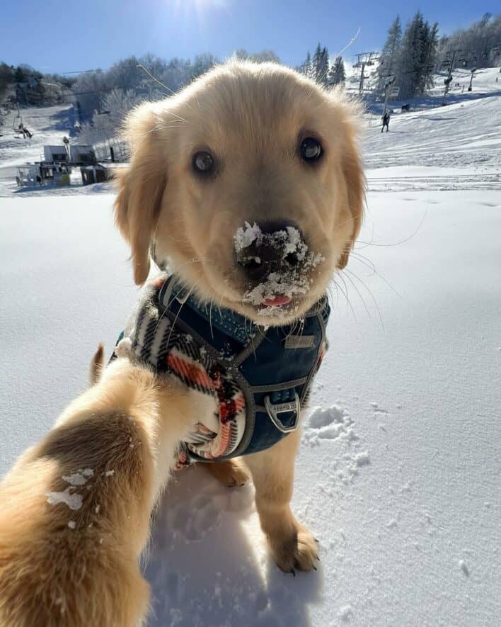 30 Of The Goodest Dogs Rated By "We Rate Dogs"