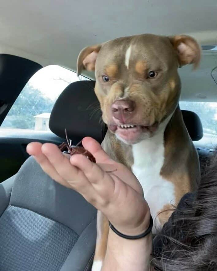 30 Of The Goodest Dogs Rated By "We Rate Dogs"