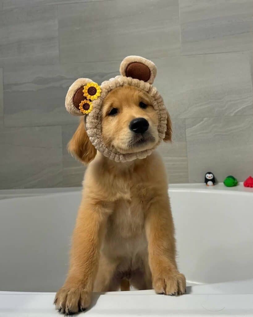 30 Of The Goodest Dogs Rated By "We Rate Dogs"